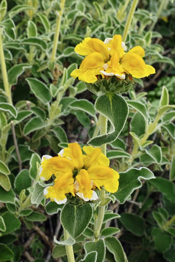 442 Jerusalem Sage Stock Photos - Free & Royalty-Free Stock Photos from ...