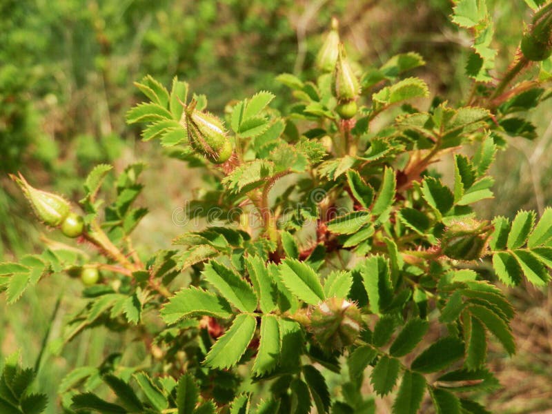 A plant stock image. Image of herbs, eglantine, plants - 92133749