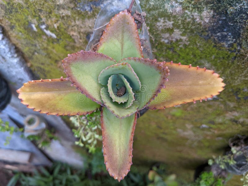 Plant Kalanchoe Laentivirents Stock Photo - Image of garden, kalanchoe ...