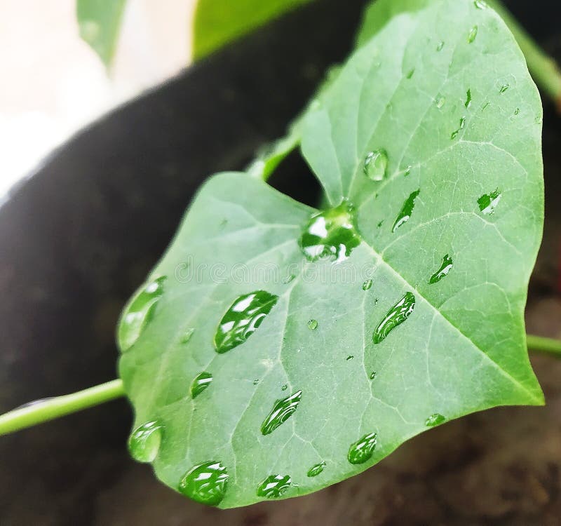 Indian Kanda Poha - Recipe Preparation Photos With Photos Of The Final ...