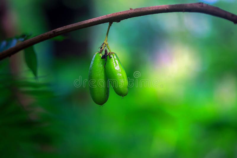 Plant kerala stock photo. Image of nature, produce, shrub - 191305452