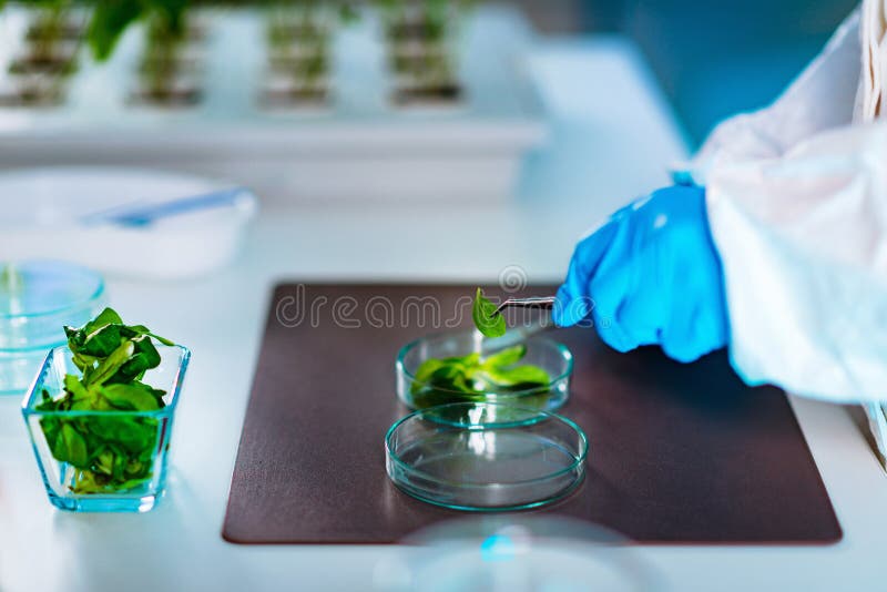 Plant Laboratory. Biology Technician Working with Plants Stock Photo ...