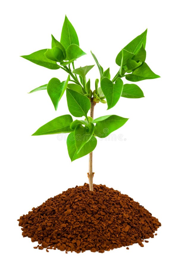 Plant in land stock photo. Image of floral, design, burgeon - 2642308