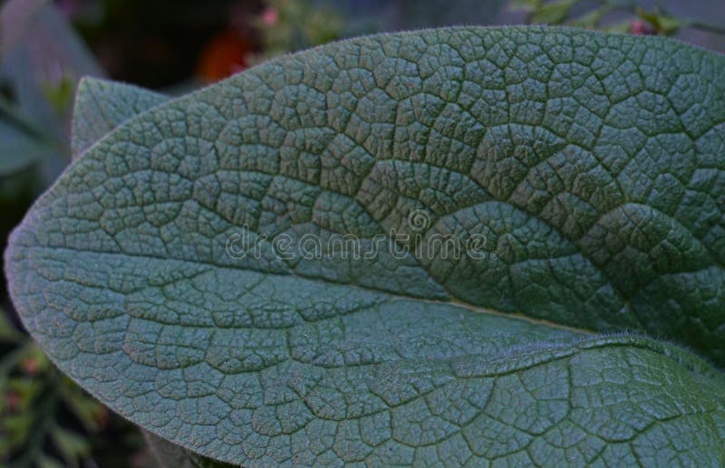 Plant Large leaf stock image. Image of vein, leaf, ecology - 307304193