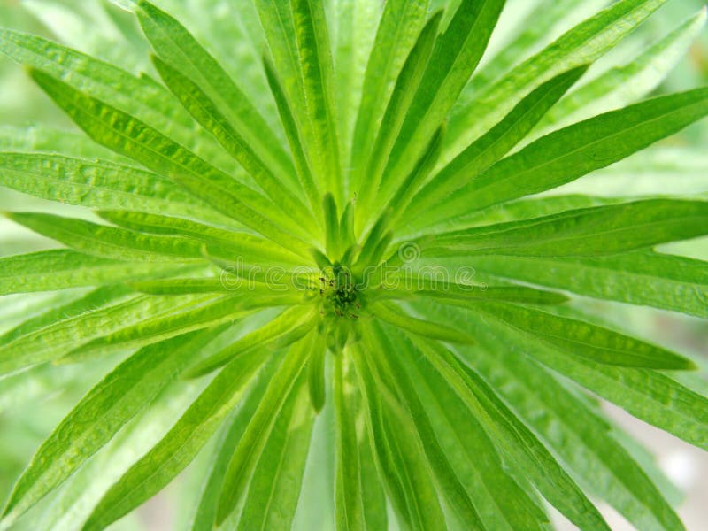 Plant stock image. Image of ruff, vein, plant, outdoors - 82415547