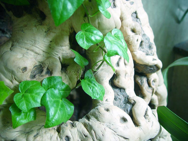 Plant stock image. Image of trunk, leaf, green, stem - 82416393