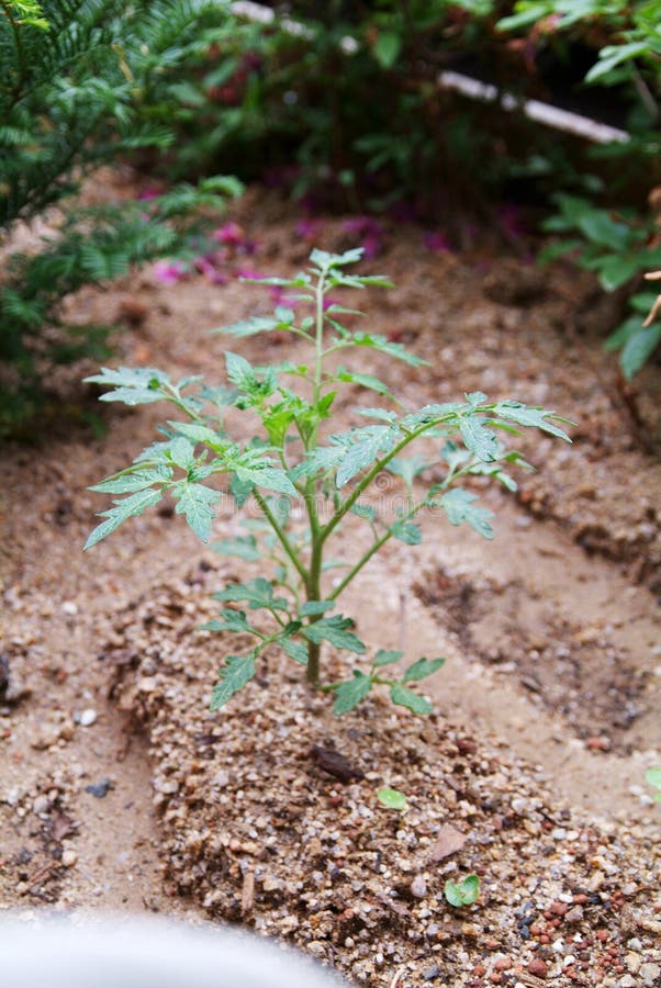 Plant stock photo. Image of land, trunk, stem, ruff, tree - 82424700