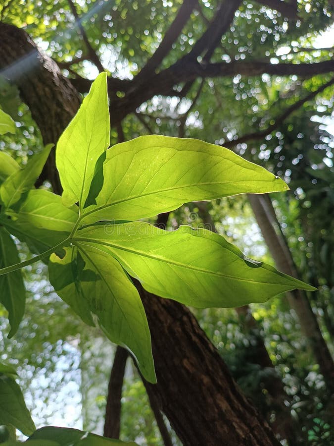 Plant Leaf with Back Light in Garden Stock Image - Image of shine ...
