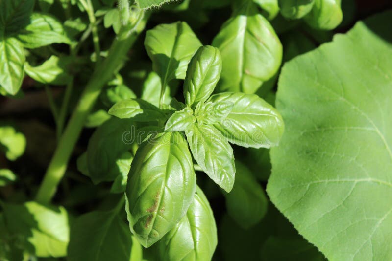 Plant, Leaf, Basil, Herb Picture. Image: 135806151