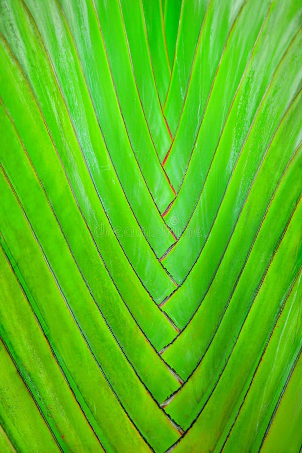 Plant leaf stock photo. Image of growth, closeup, detail - 126348320