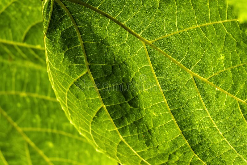 Plant leaf close up stock image. Image of biology, design - 206284147
