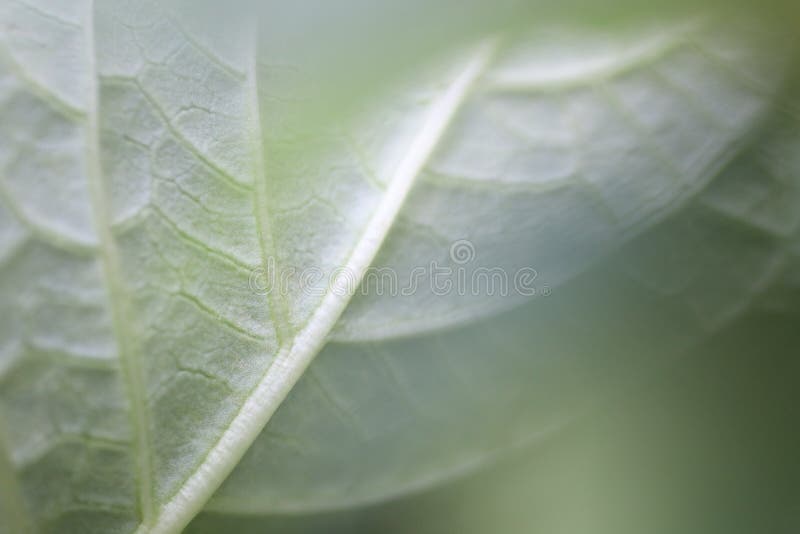 A Plant Leaf, Close Up View Details Stock Photo - Image of nature ...