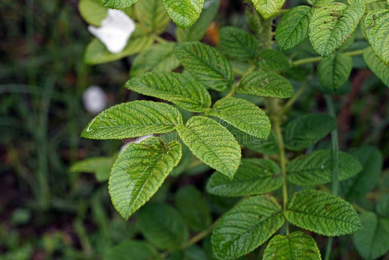 Plant Leaf Disorder, Trace Element Deficiency on Roses Stock Image ...