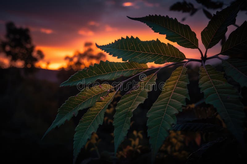 Plant Leaf Explosion in Dusky Twilight Setting Stock Illustration ...