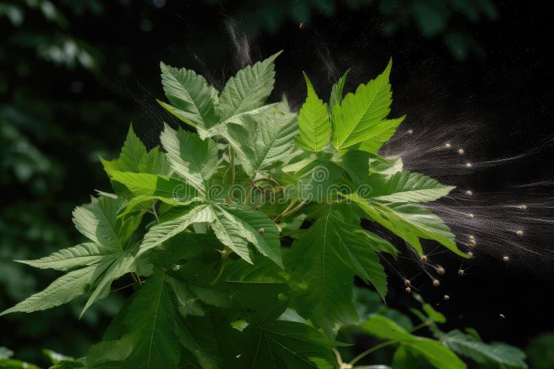 Plant Leaf Explosion, with Leaves Bursting from the Stem in Full Bloom ...