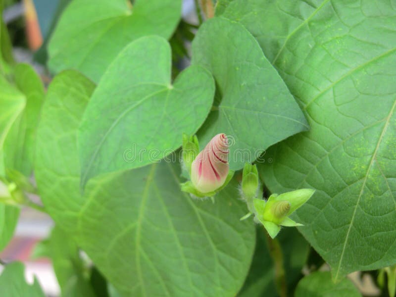 Plant, Leaf, Flora, Flower stock image. Image of flower - 113165851