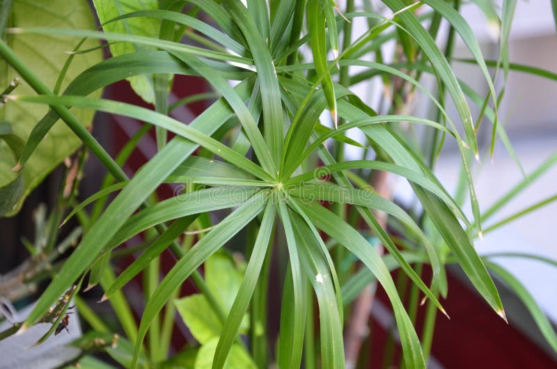 Tree, Grass, Leaf, Plant Picture. Image: 134930460