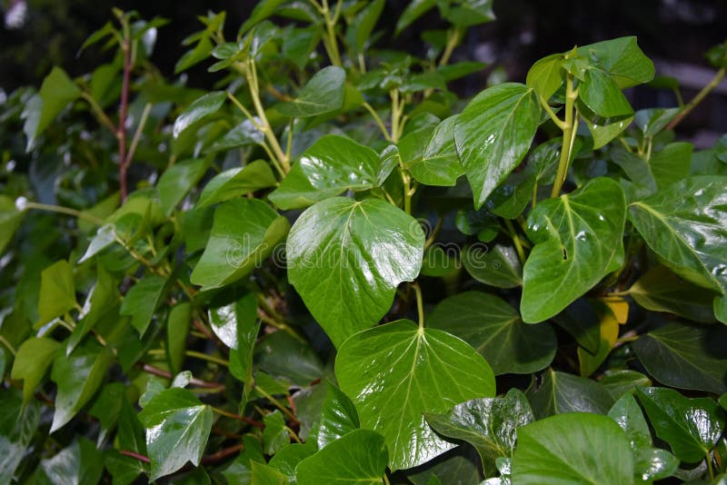 Plant, Leaf, Flora, Tree stock photo. Image of leaf - 118325162