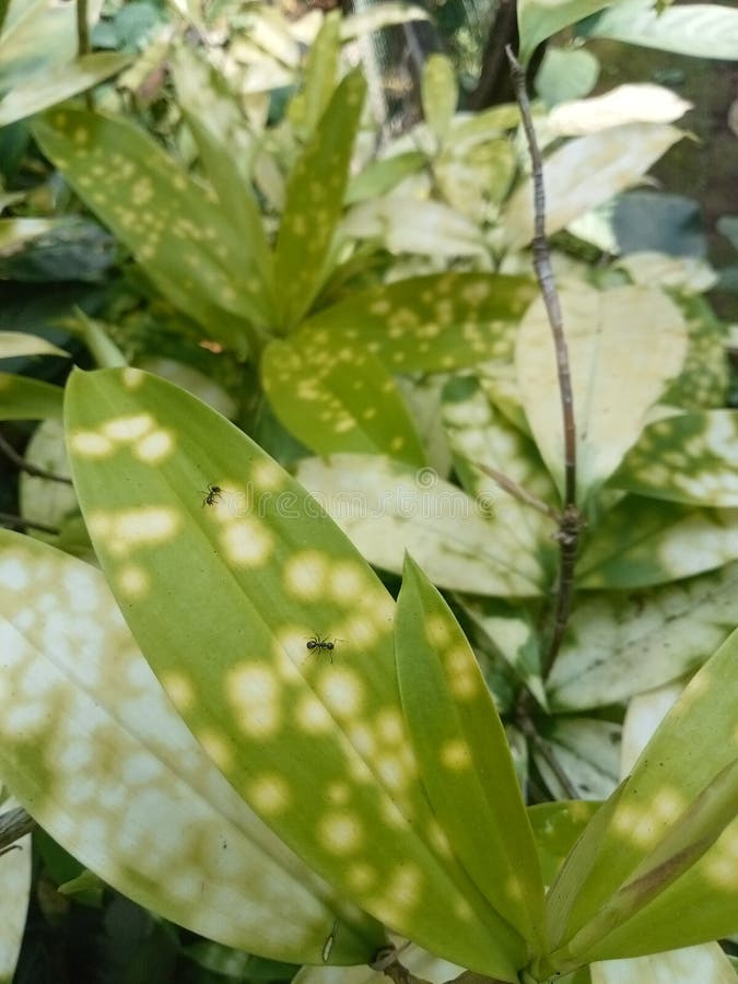 Plant Leaf Flower Green Produce Food Tree Shrub Branch Stock Photo ... Plant Leaf Flower Green Produce Food Tree Shrub Branch Stock Photo ...