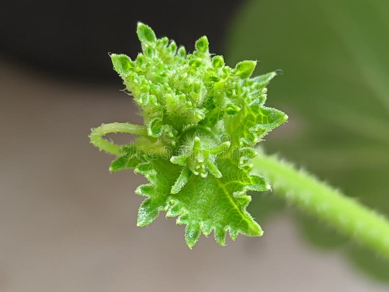 Plant Leaf Green Grass Vegetable Tree Food Stock Image - Image of ...