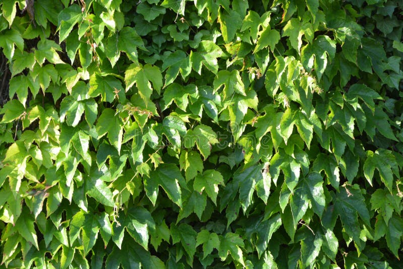 Plant, Leaf, Ivy, Tree Picture. Image: 124772564