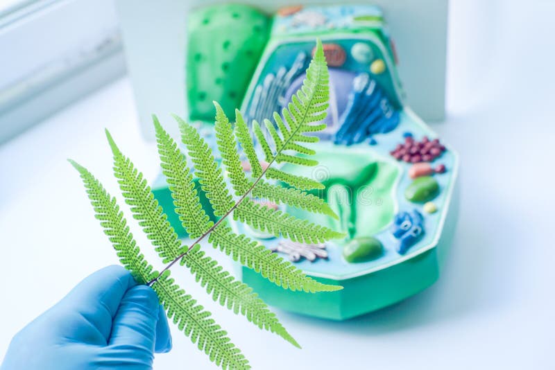 Plant Leaf with Model Plant Cell Stock Photo - Image of molecules ...