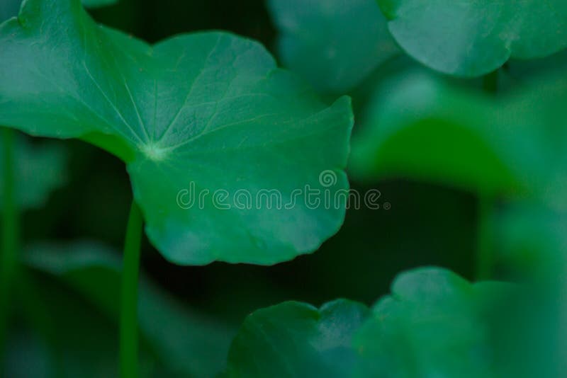 The Plant Leaf Pattern Close-up in Nature Stock Photo - Image of garden ...