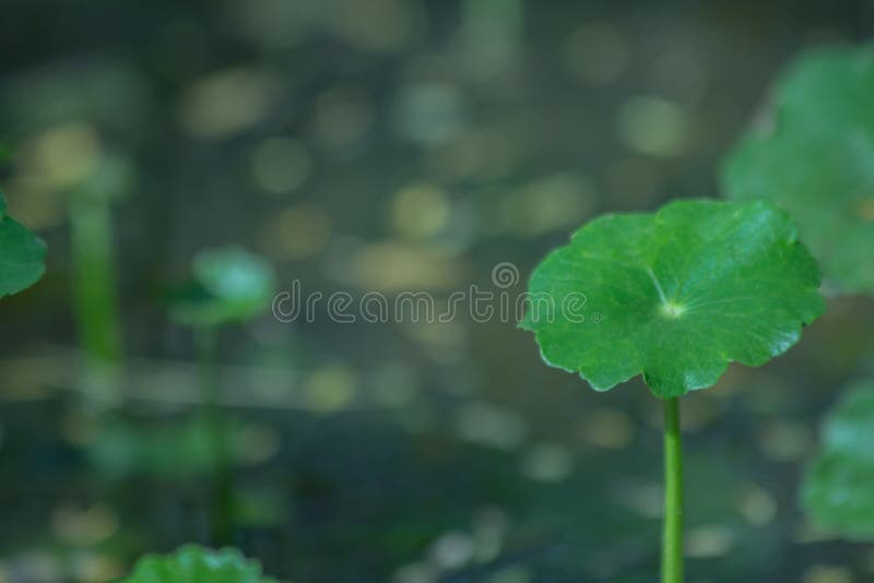 The Plant Leaf Pattern Close-up in Nature Stock Photo - Image of garden ...