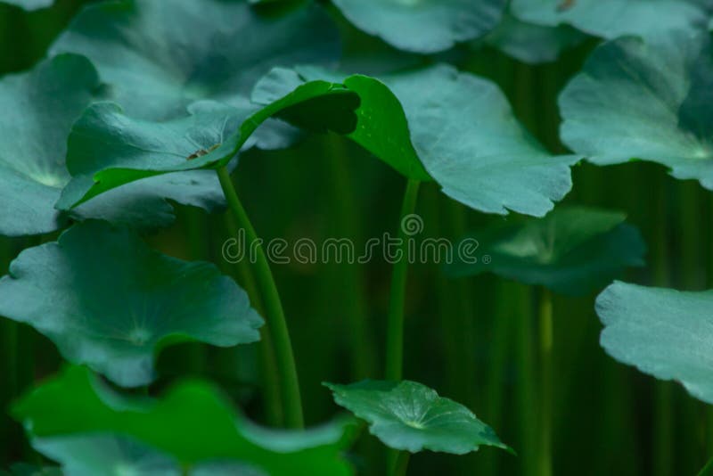 The Plant Leaf Pattern Close-up in Nature Stock Image - Image of grass ...