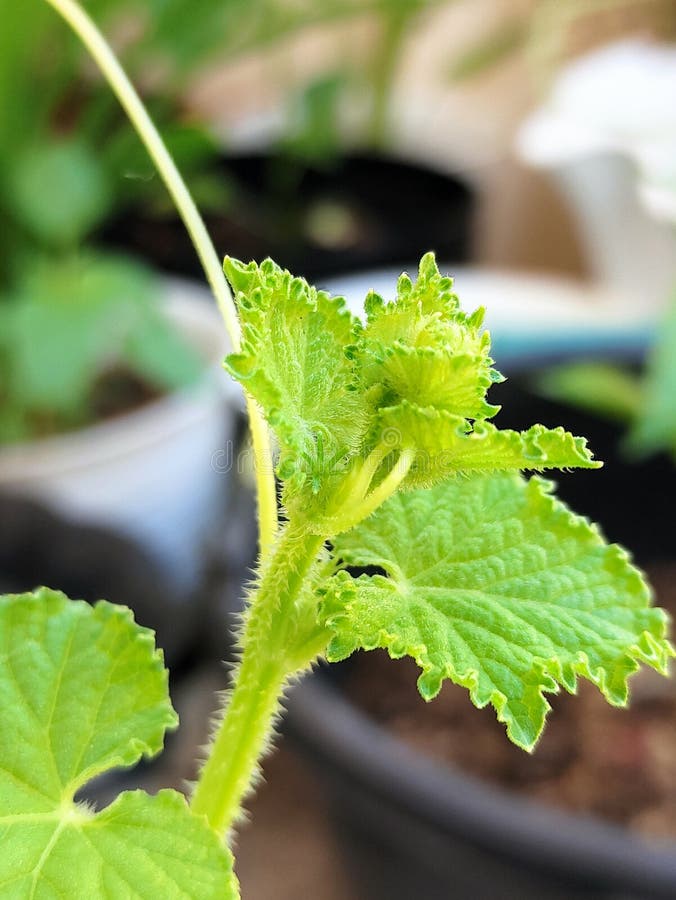 Plant Leaf Produce Garden Melon Grass Stock Image - Image of herb ...