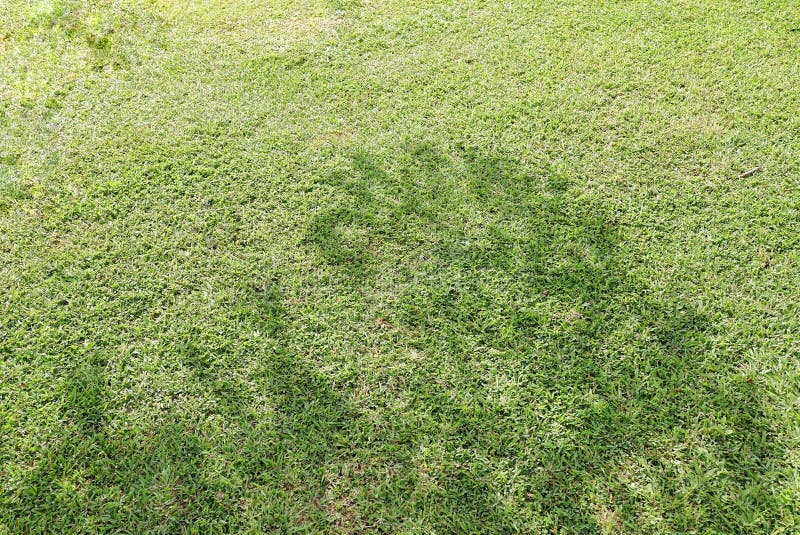 A Plant Leaf Shadow on Green Grass Field on the Sunny Day Stock Photo ...