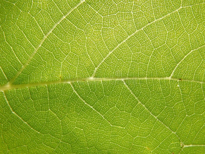 Plant Leaf Structure. Green Tree Leaf Close-up Macro Stock Image ...