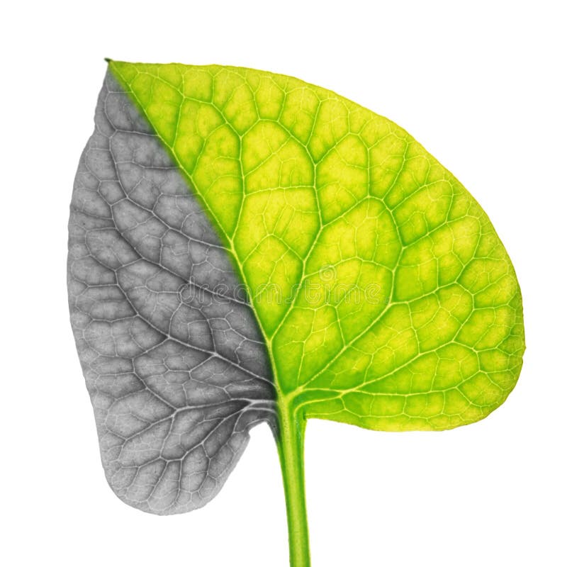 Plant Leaf Symbolizing Lung Cancer Stock Photo - Image of department ...