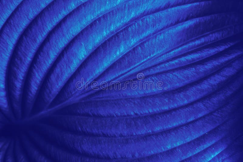 Plant leaf texture stock photo. Image of background - 127135992
