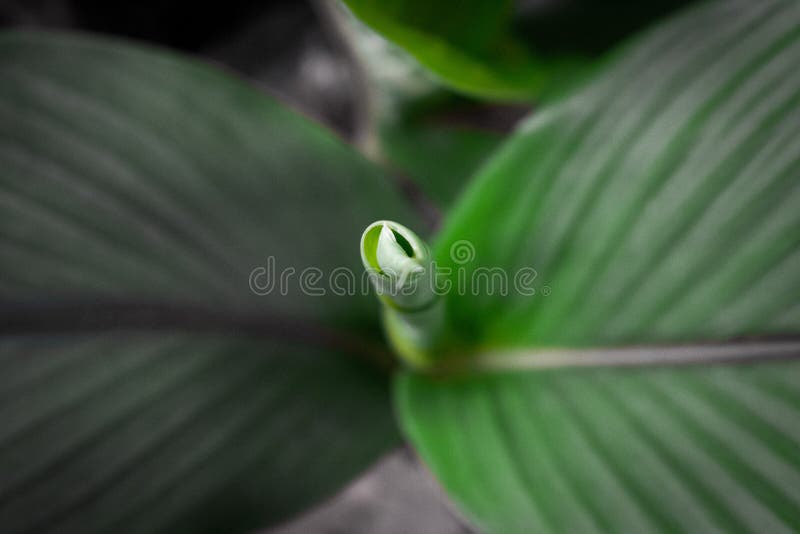 Plant leaf top view stock image. Image of wildflower - 180765277