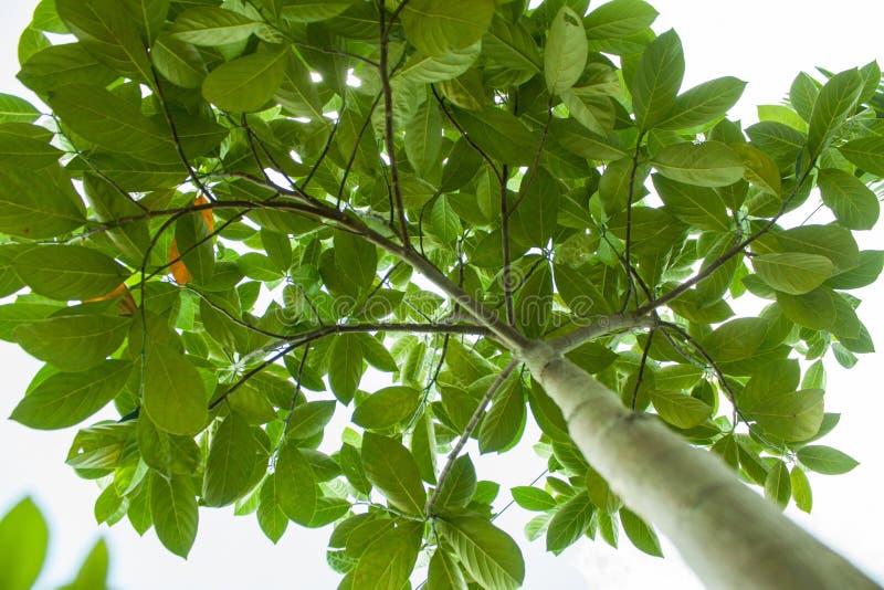 Plant, Leaf, Tree, Branch stock image. Image of leaf - 116267529