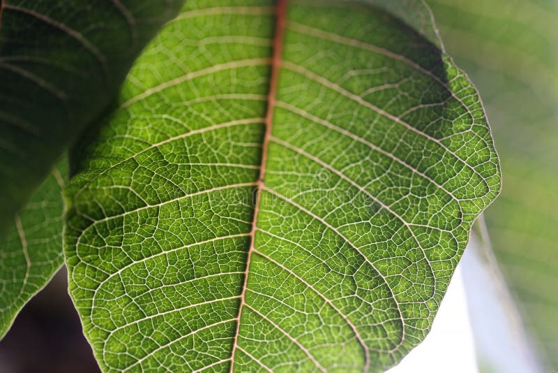 A leaf of a tree close up stock photo. Image of nature - 108027852
