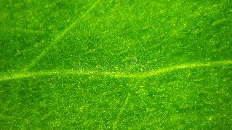 Leaf under microscope stock video. Video of organelle - 36271054