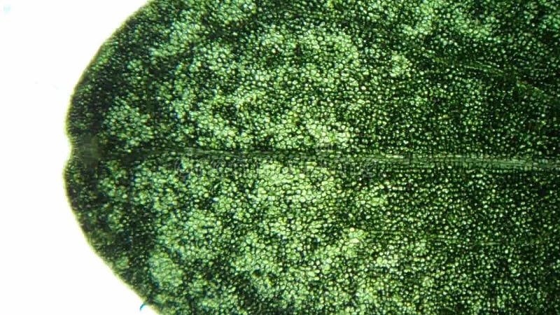 Leaf under microscope stock video. Video of organelle - 36271054