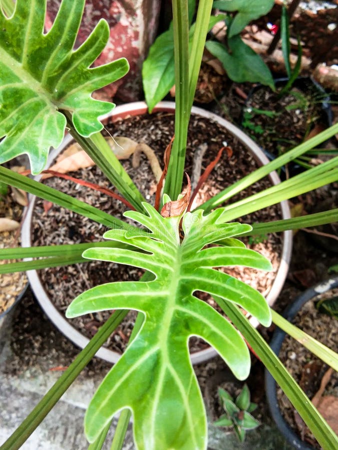 195 Vas Tree Stock Photos - Free & Royalty-Free Stock Photos from ...