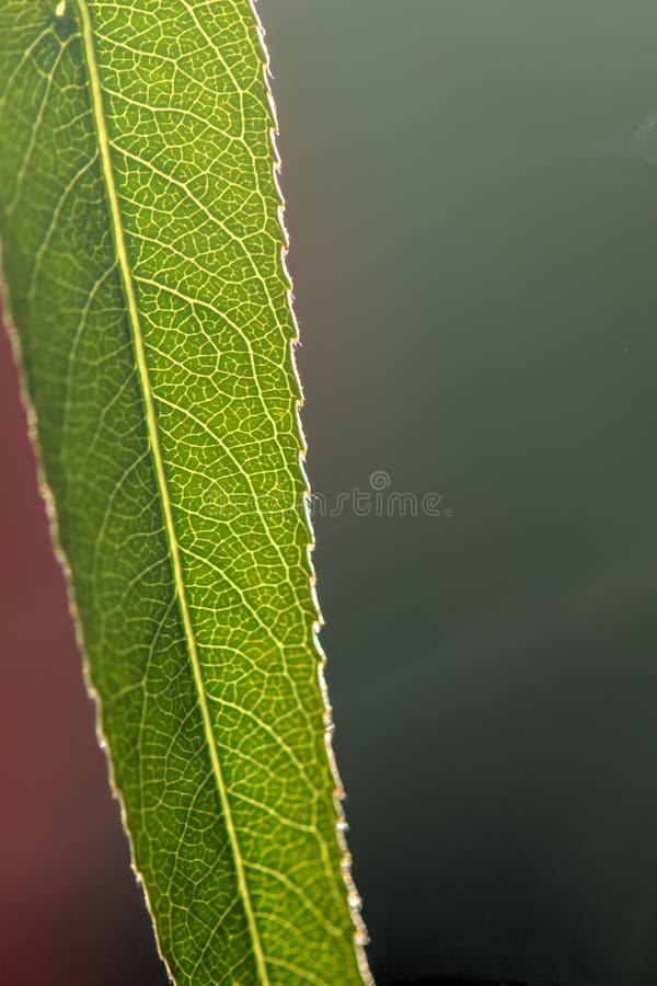 Plant leaf. Veins. stock photo. Image of defocused, freshness - 77424532