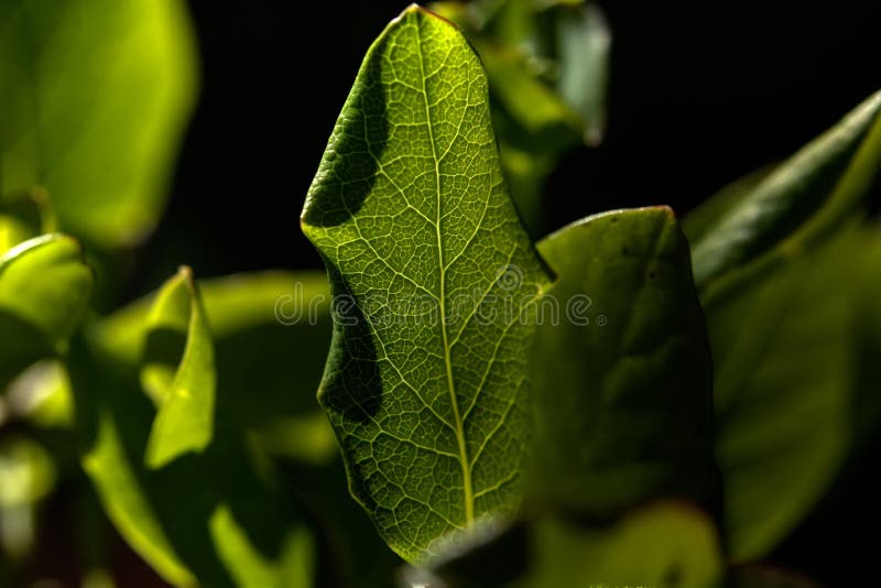 Plant leaf. Veins. stock image. Image of colors, concepts - 77424551
