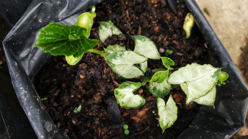Plant Leat Shot from High Angle View Stock Photo - Image of leat ...