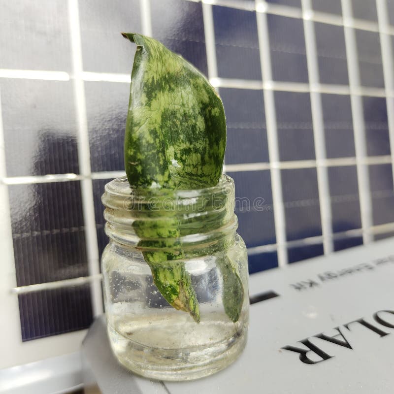 Plant leave in glass jar stock photo. Image of leave - 224382262