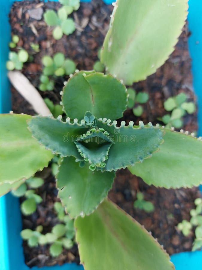 Plant and Leave at Home Garden Stock Photo - Image of plant, nature ...