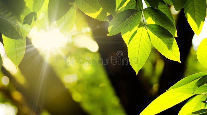 Plant Leave and Natural Green Environment Stock Image - Image of garden ...
