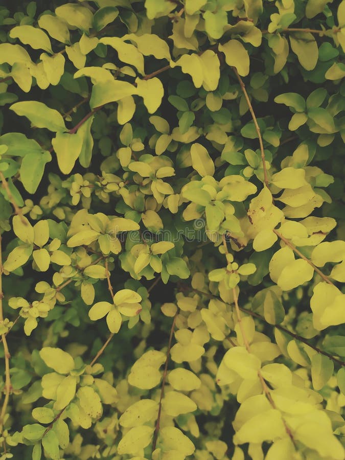 Plant Leaves Begin To Turn Yellow and Fall Stock Image - Image of fall ...