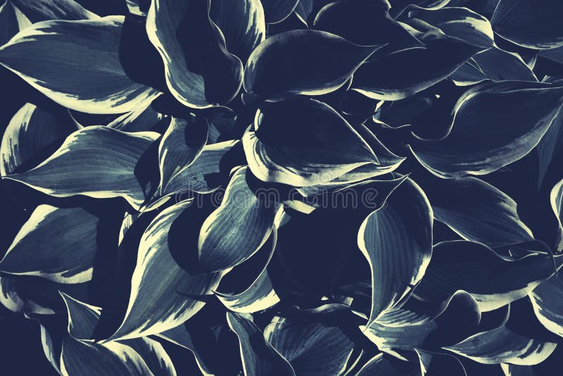 Plant Leaves with Bright Edges Stock Photo - Image of bright, coleus ...