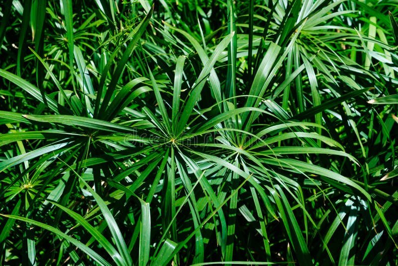 Plant Leaves in Jungle Background - Home Cyperus Flower Leaf Stock ...