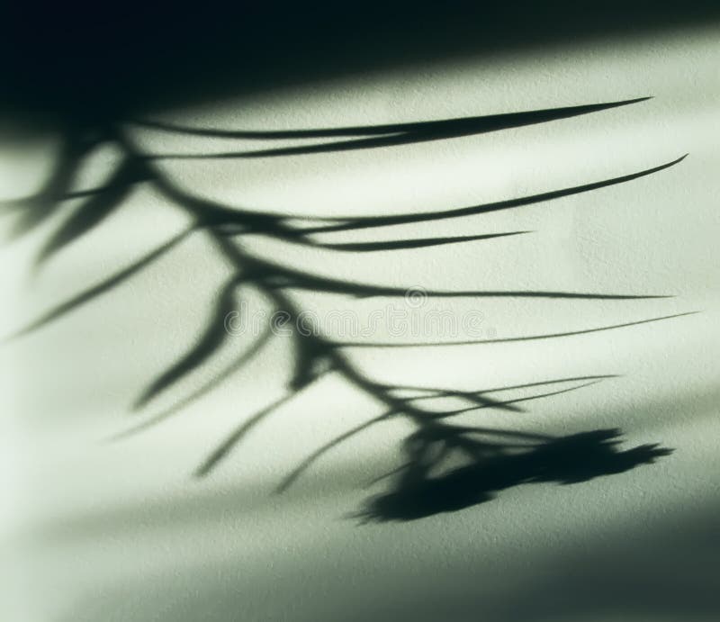 Plant Shadow on Rough Light Surface Stock Image - Image of material ...